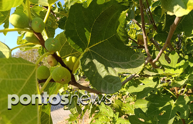 Σύκα: Ο αγαπημένος καρπός των Ελλήνων – Από τους αρχαίους χρόνους μέχρι ...